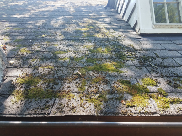 Clean Moss | How To Clean Moss Off Roof Tiles